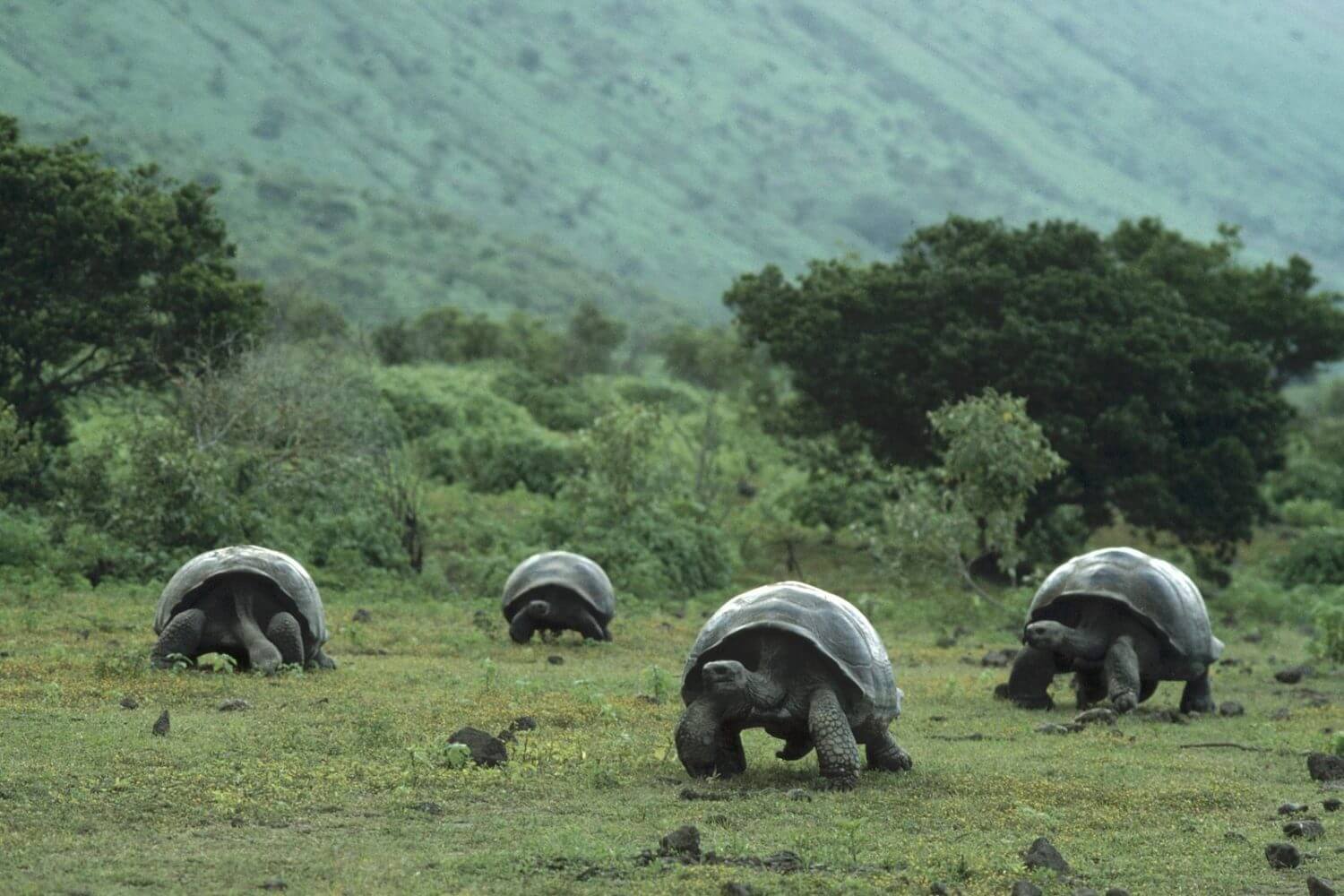 5 Day Galapagos Island Hopping Tour - 5 Day Galapagos Islands Tour
